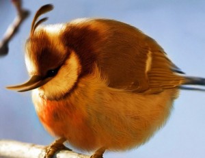 Angry Birds realistas?! – Cutedrop